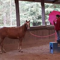 Home | North Harbor Equestrian Center