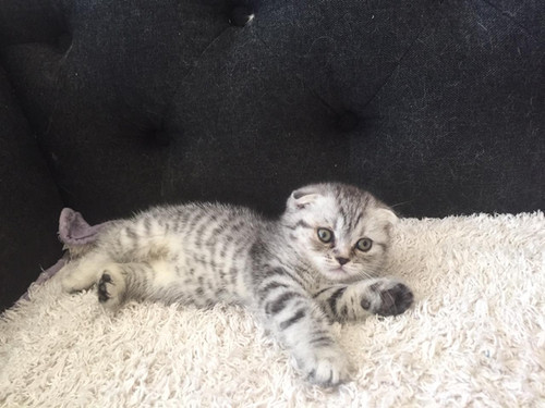 Scottish fold chinchilla kitten | Petholicks