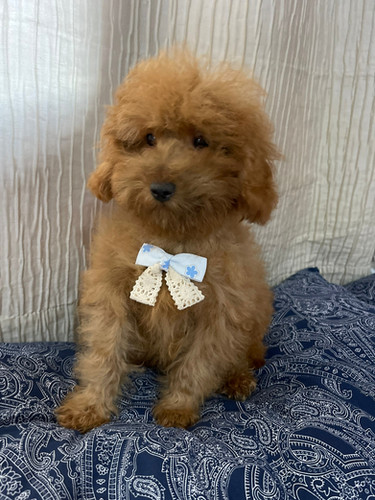 Poodle Boy for Sale in Arjan Dubai | Hypoallergenic Puppy