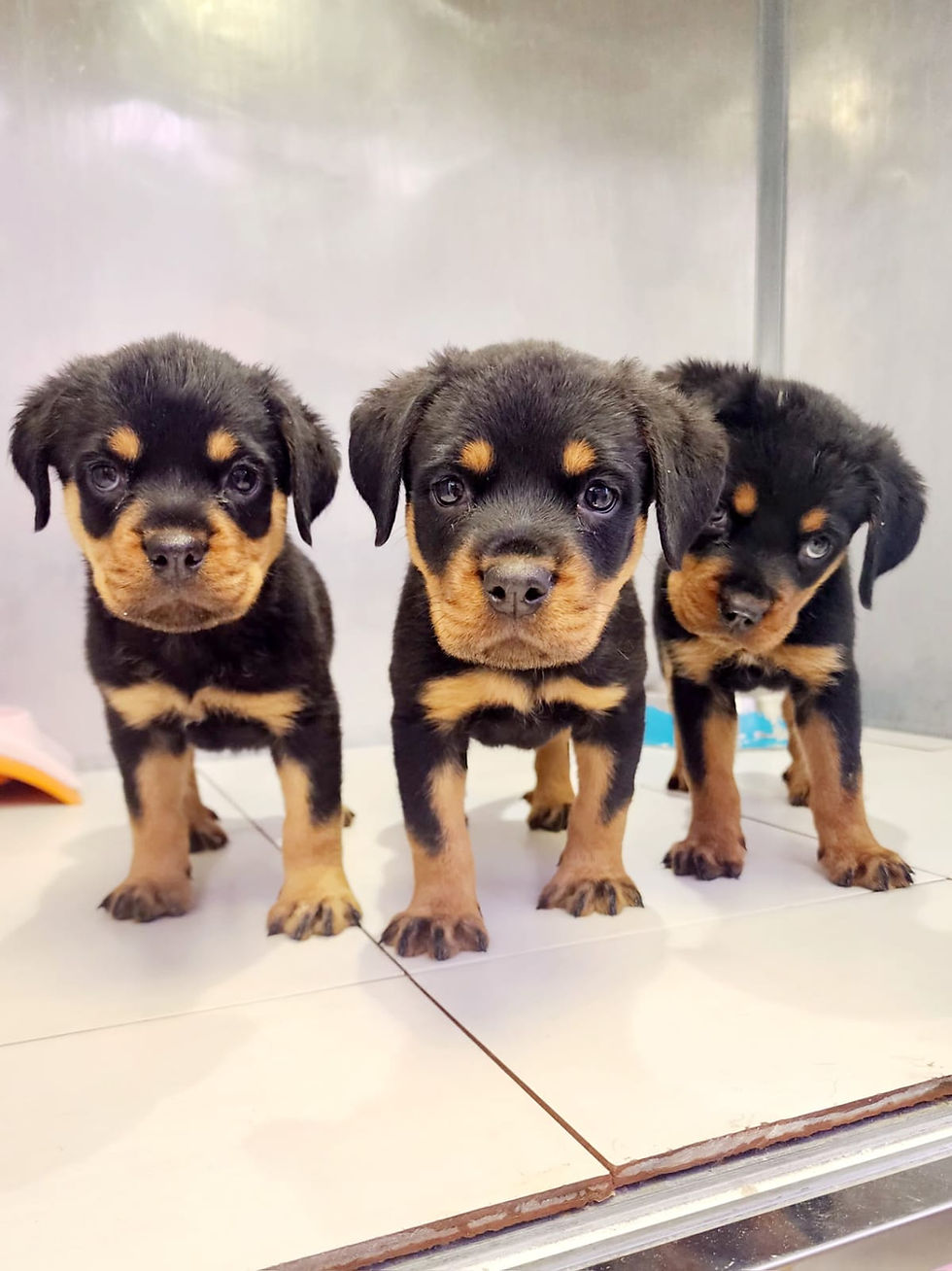 Rottweiler Puppies | Petholicks