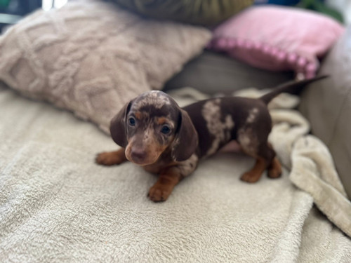 Miniature Merle Dachshunds | Petholicks