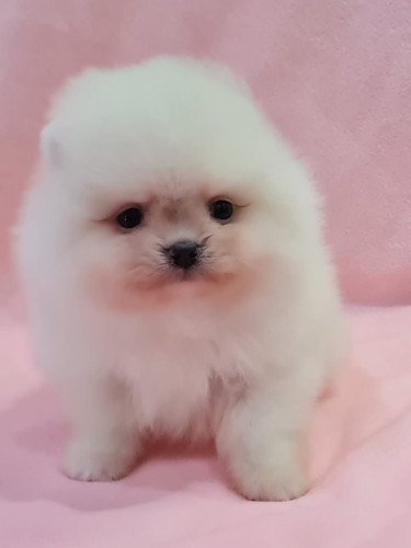 Mini Pomeranian Puppies for Sale in Dubai | PetHolicks Dubai