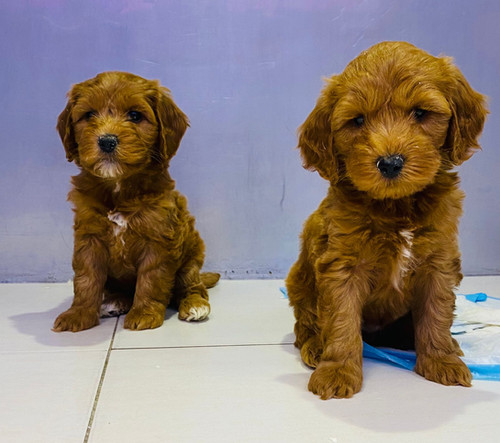 Cavapoo Puppy for Sale in Dubai | PetHolicks Arjan