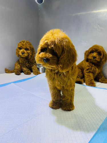 Cocapoo Female Puppy for Sale in Dubai | PetHolicks Arjan