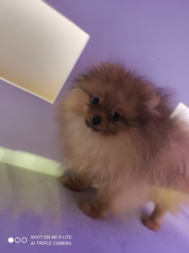 Mini Pomeranian Male Puppy for Sale in Dubai | PetHolicks Dubai