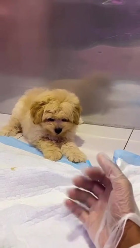 Maltipoo Male | Petholicks