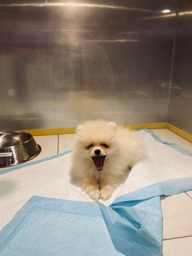 Tea Cup Pomeranian | Petholicks