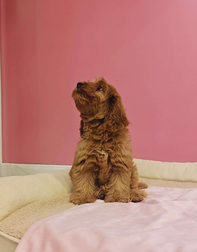 Cocapoo Puppy | Petholicks