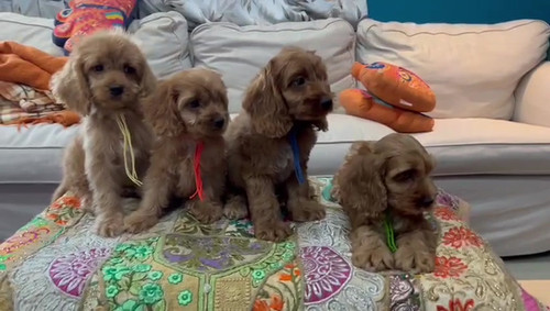 Cocapoo Puppies | Petholicks