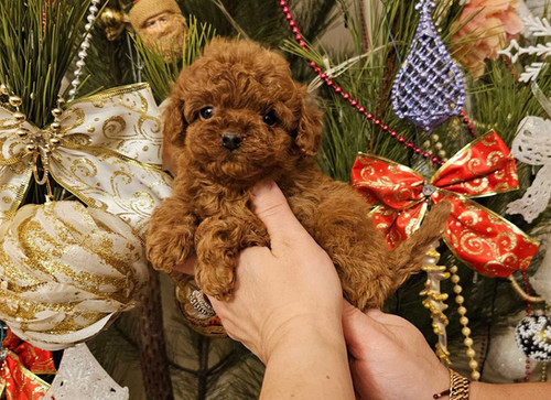 Dark Chocolate Teacup Poodle | Petholics Dubai