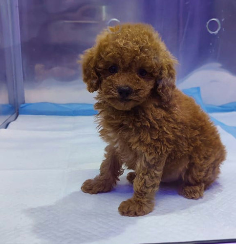 Tea cup poodle | Petholicks