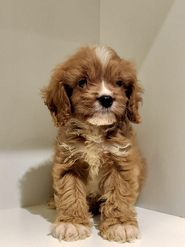 Cocapoo Puppy | Petholicks