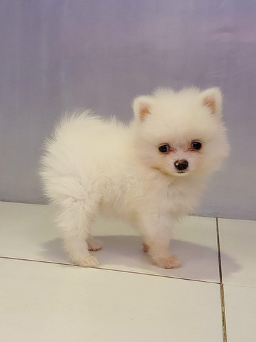 Tea Cup Pomeranian | Petholicks