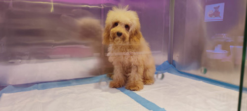 Cavapoo female puppy | Petholicks