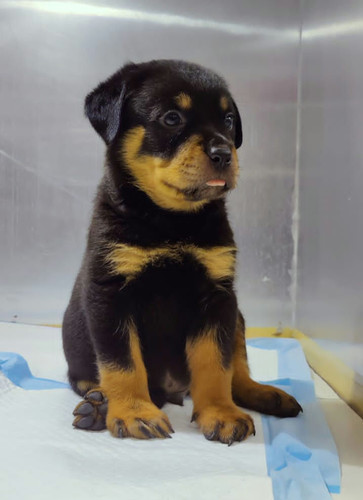 Rott Male Puppy | Petholicks