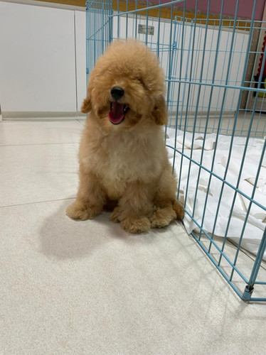 Mini poodle boy | Petholicks