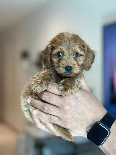 Cokapoo Puppy | Petholicks