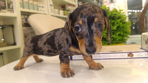 Merle Mini Dachshund Puppies for Sale in Dubai | PetHolicks Arjan