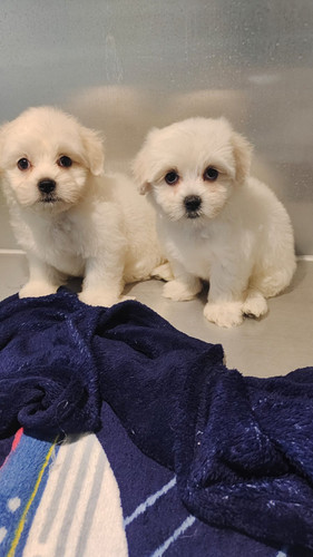 Mini Maltese Puppy for Sale in Arjan Dubai | Cute & Hypoallergenic