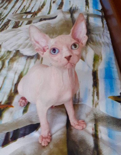 Sphynx male kitten | Petholicks