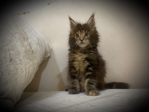 King Size Mainecoon Kitten | Petholicks
