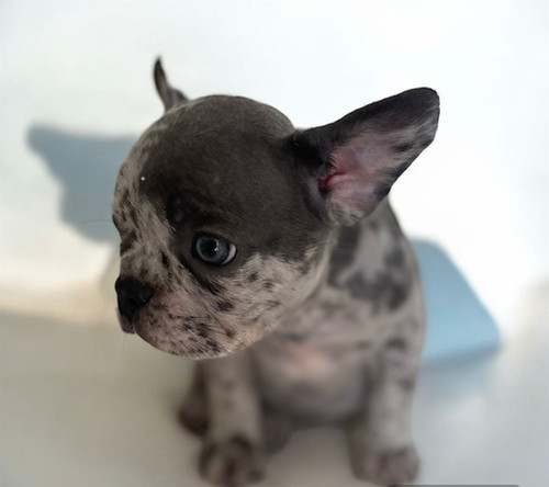 French bulldog Female Merle | Petholicks