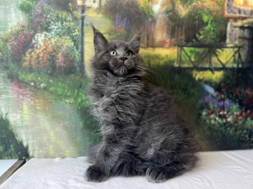 Mainecoon boys | Petholicks