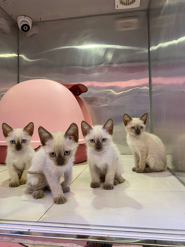 Siamese Kittens | Petholicks