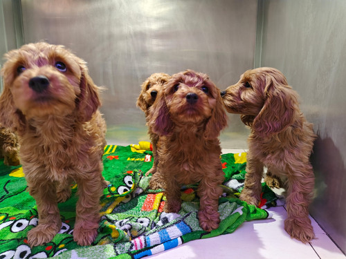 Cokapoo Puppies | Petholicks