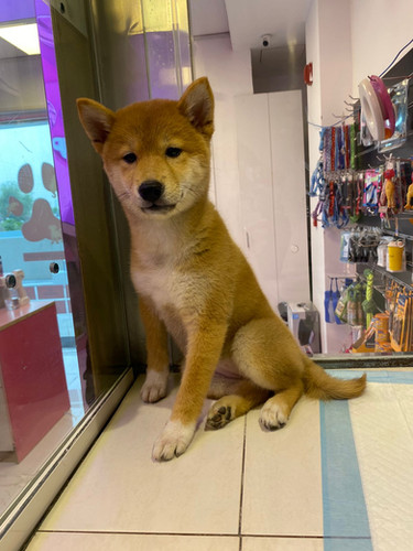 Shiba Inu Female Puppy for Sale in Dubai