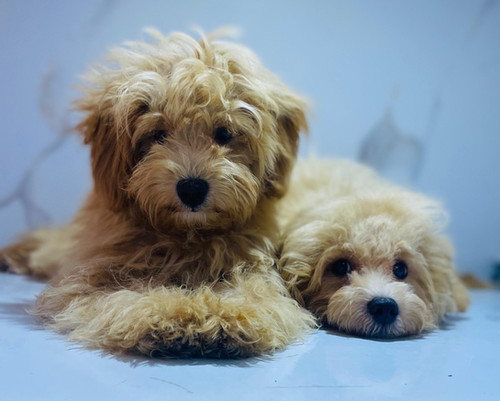 Maltipoo Puppy | Petholicks