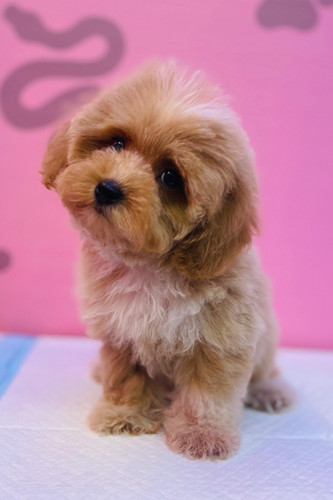 Toy Maltipoo Female | Petholicks