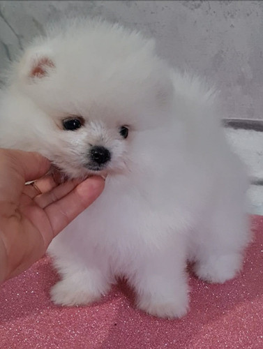 Tea Cup Pomeranian Female Puppy for Sale in Dubai | Pet Holicks Dubai