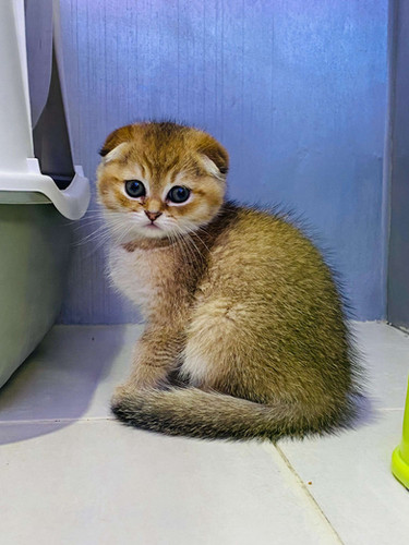 Scottish Fold Chinchilla Ny 12