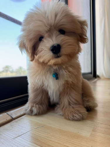 Maltipoo Male | Petholicks