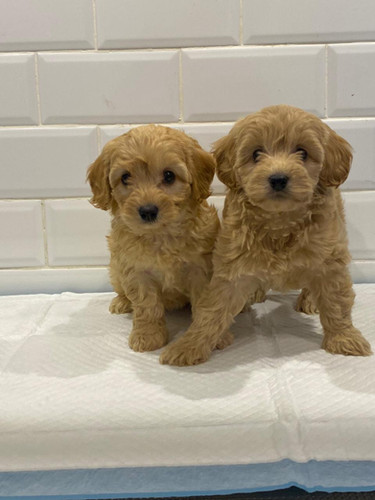 Maltipoo puppies | Petholicks