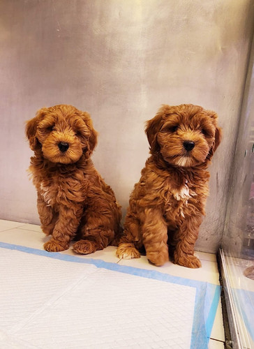 Cavapoo Puppies | Petholicks