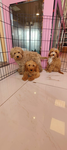 Cocapoo Puppy | Petholicks