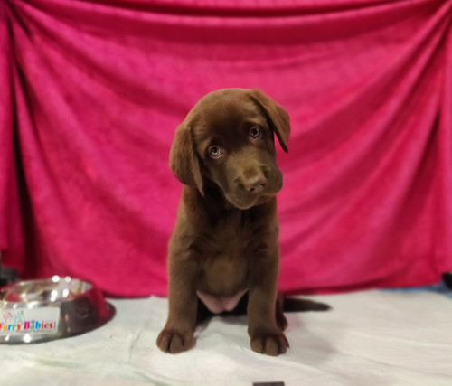 Adorable chocolate Labrador male & female | Petholicks