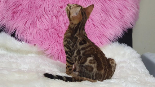 Female Bengal kitten | Petholicks