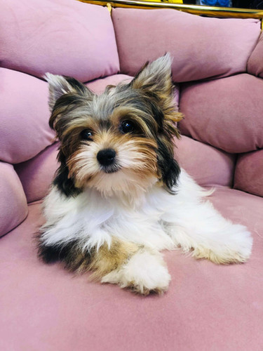 Biewer Yorkshire | Petholicks