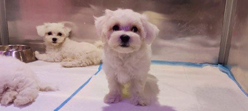 Mini Maltese Pups | Petholicks