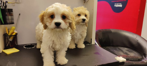 Cavapoo puppy | Petholicks