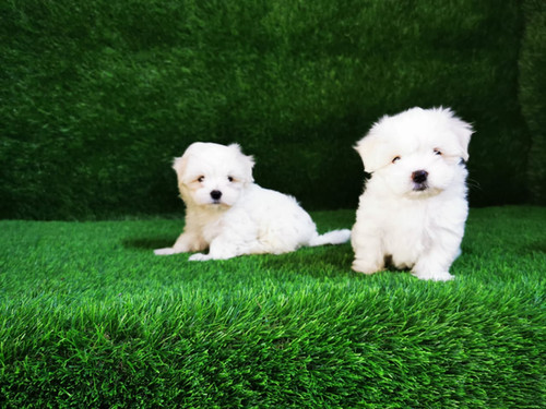 Mini maltese puppy available | Petholicks