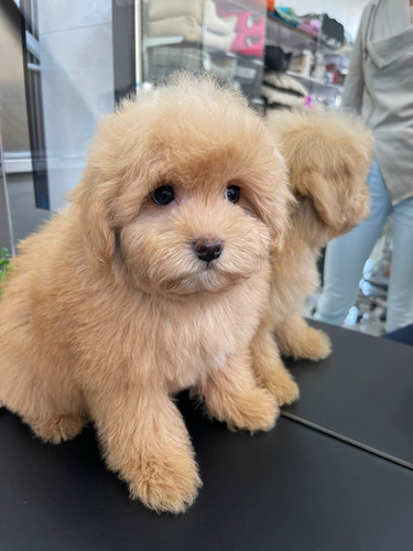 Cavapoo Male | Petholicks