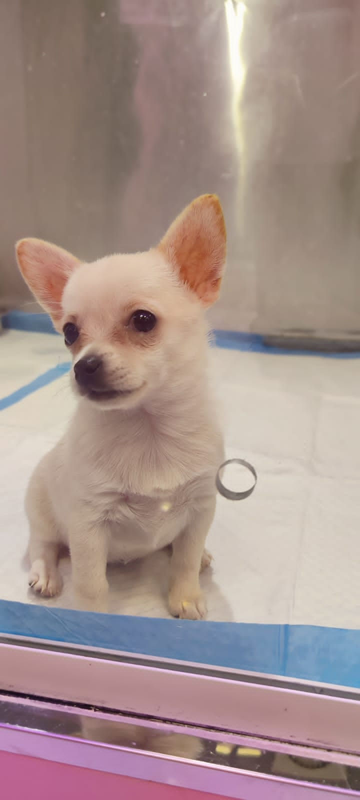 pet | Petholicks 3/13