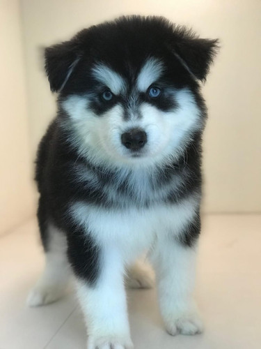 Husky male | Petholicks