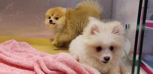 Mini Poms | Petholicks