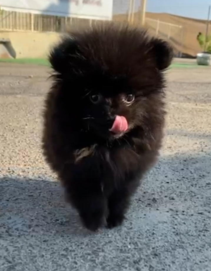 pet | Petholicks 4/5