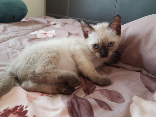 Siamese Kittens | Petholicks